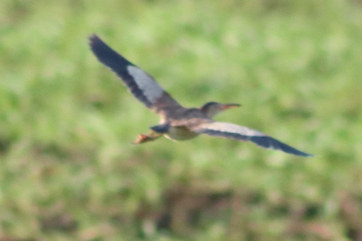 eBird Checklist - 8 Aug 2023 - Lag-asan, Bago City - 16 species (+1 ...