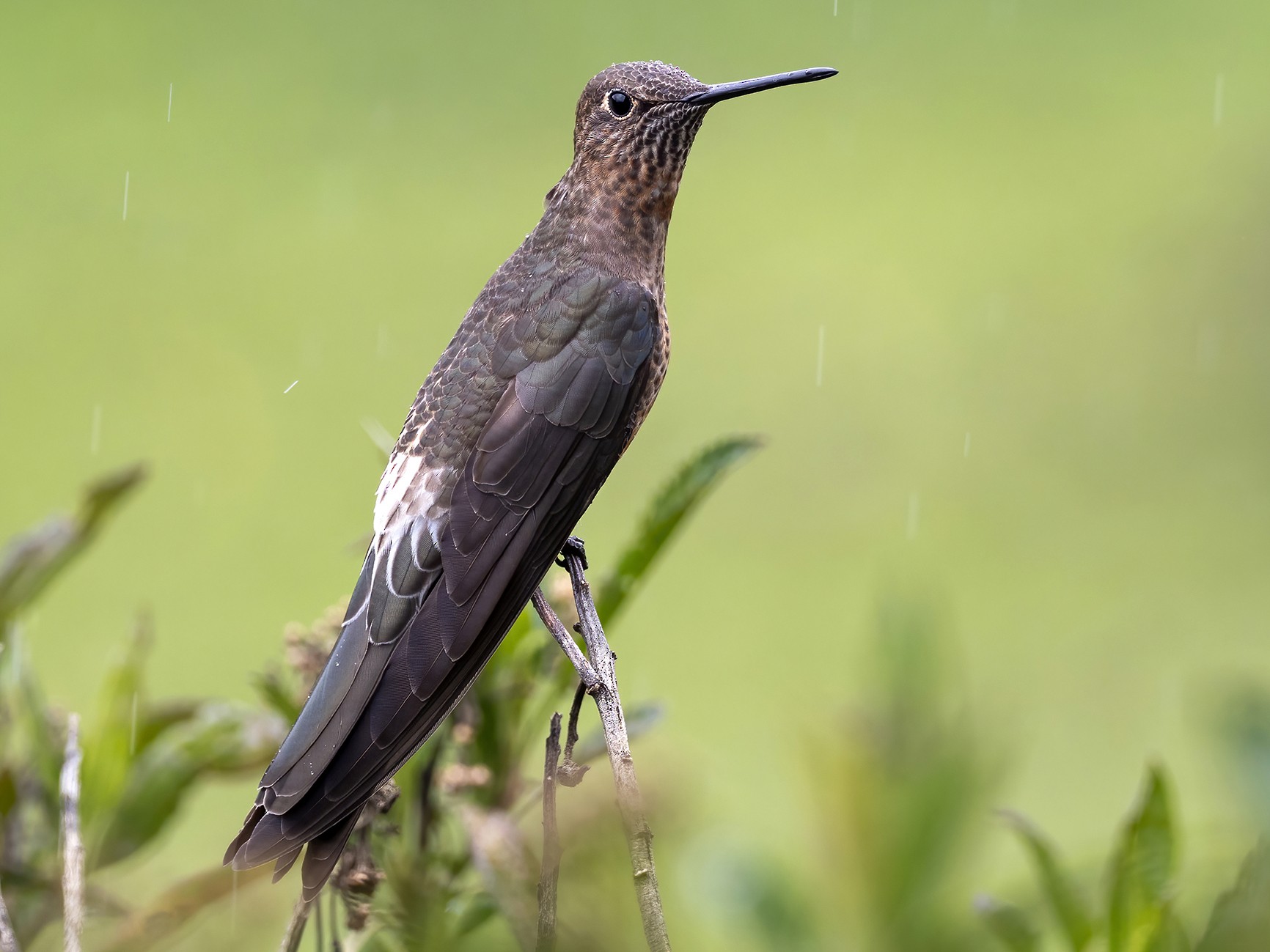 Giant Hummingbird - eBird