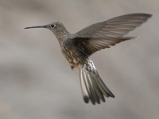 Giant Hummingbird - eBird