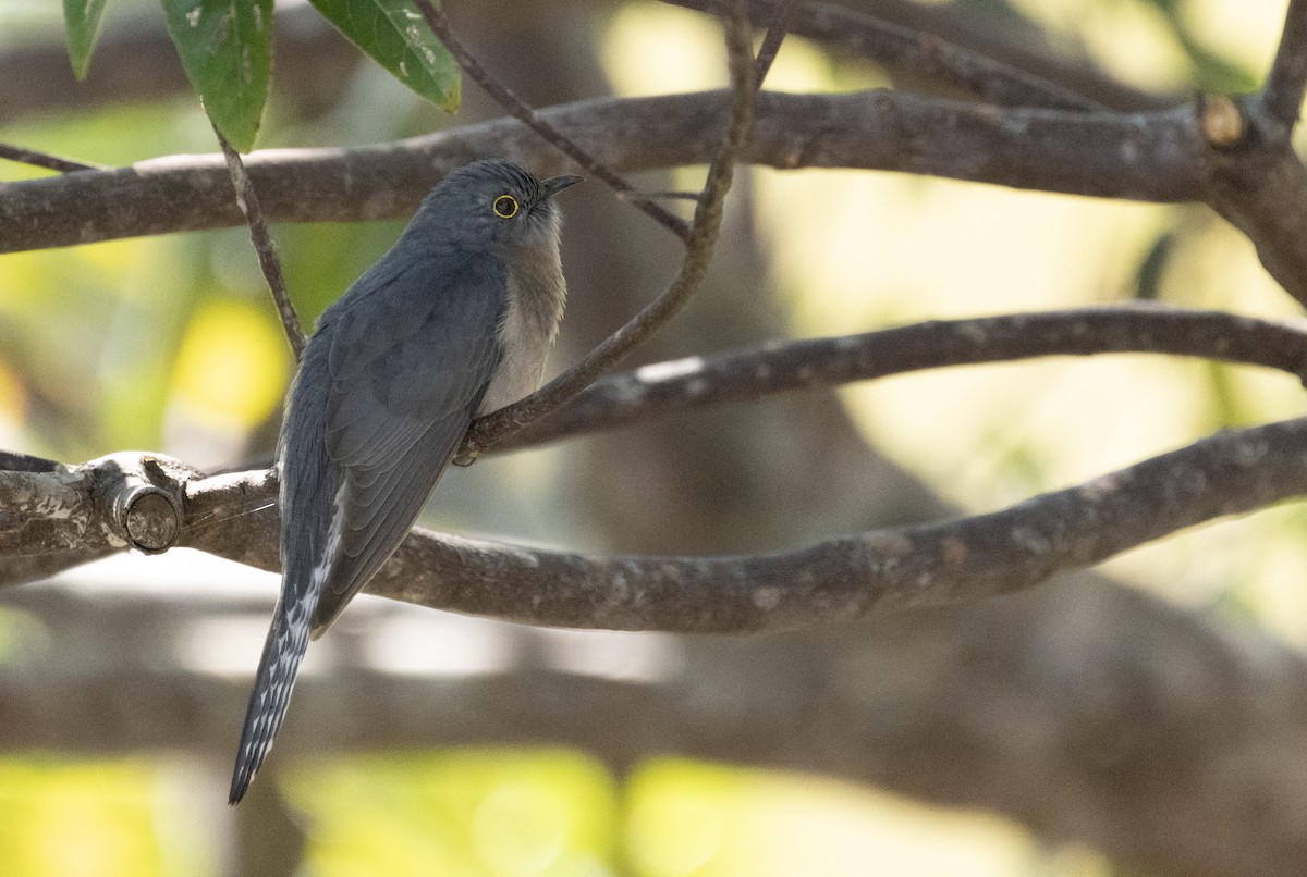 eBird Checklist - 25 Jun 2023 - 33 Sallwood Ct, Pinbarren AU-QLD (-26. ...