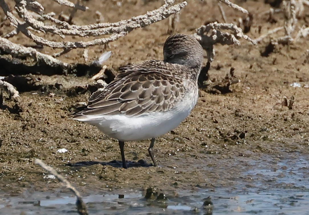 eBird Checklist - 7 Aug 2023 - Pasture Road, Fallon - 15 species