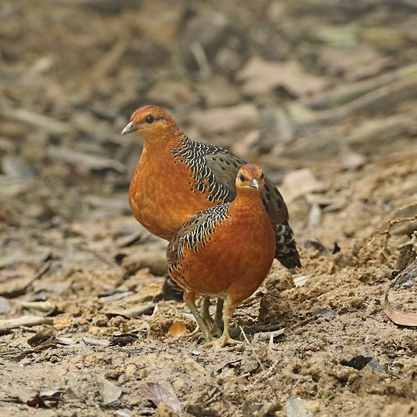 eBird Malaysia Checklist - 25 May 2017 - Bukit Tinggi - 34 species