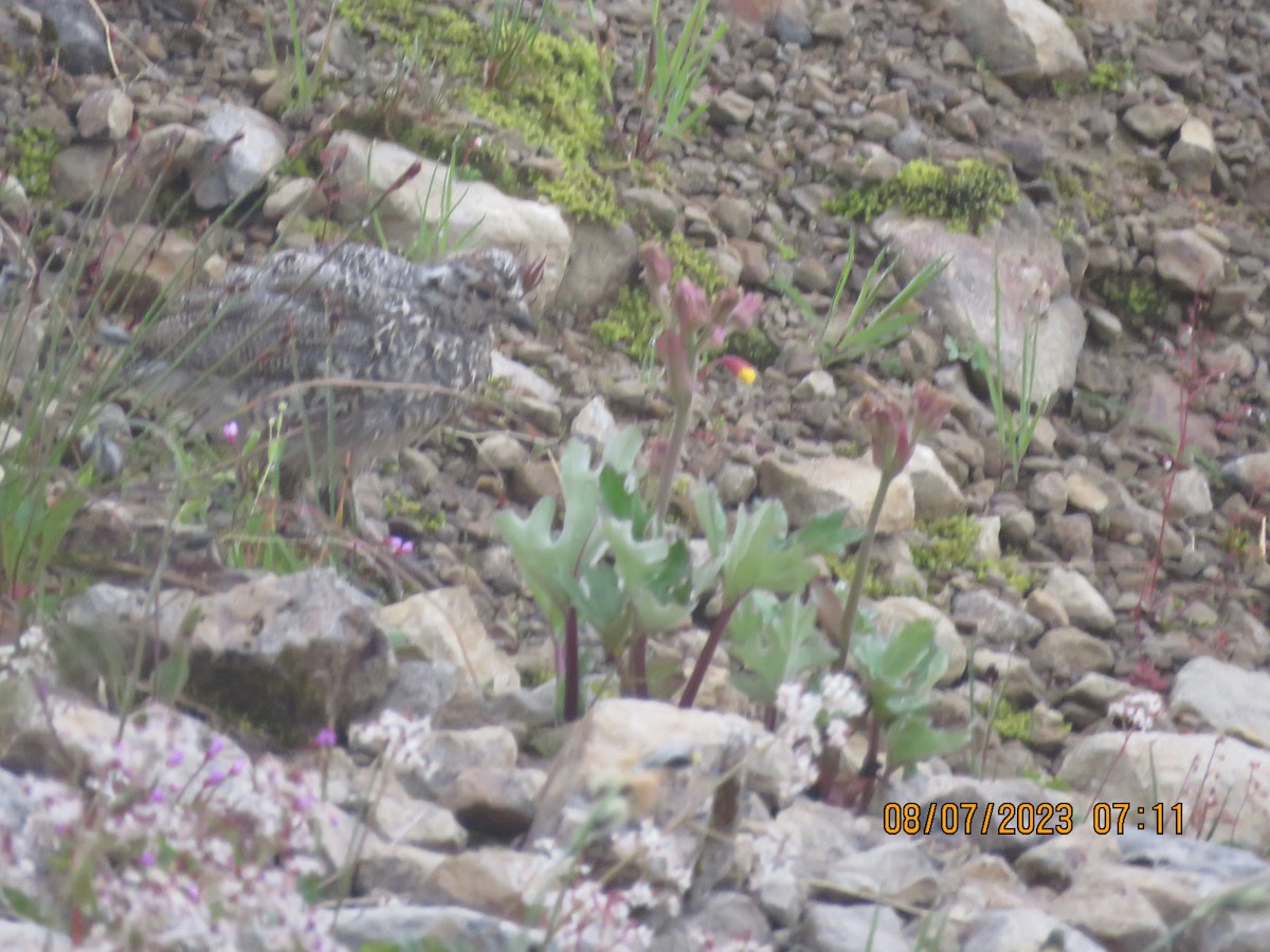 eBird Checklist - 7 Aug 2023 - Mt. Baker--Ptarmigan Ridge - 16 species