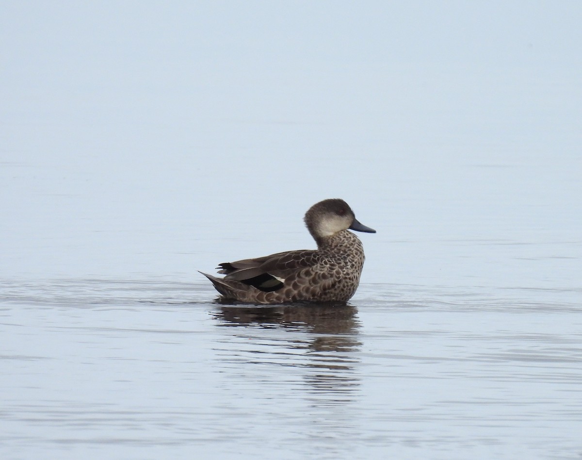 eBird Checklist - 5 Aug 2023 - Swan Bay Jetty - 50 species