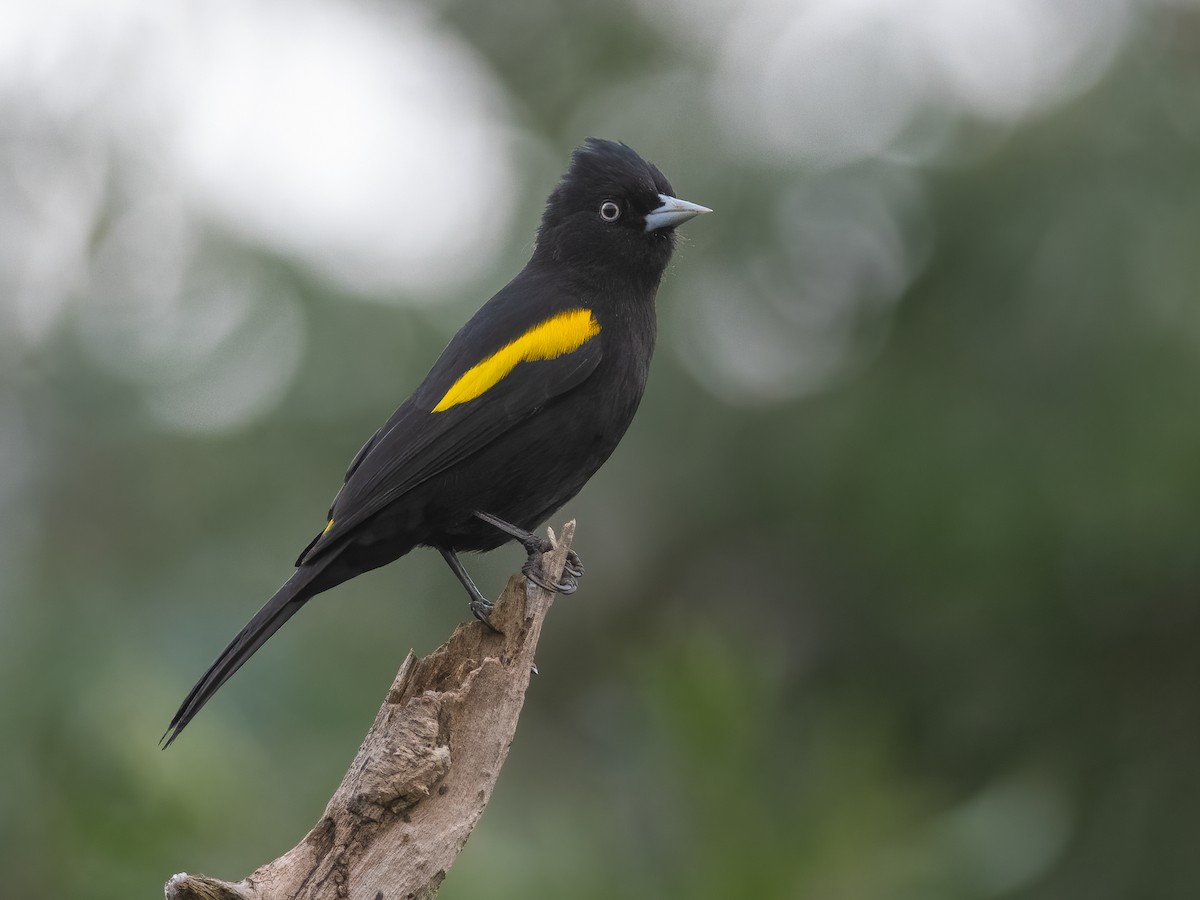Golden-winged Cacique - Cacicus chrysopterus - Birds of the World