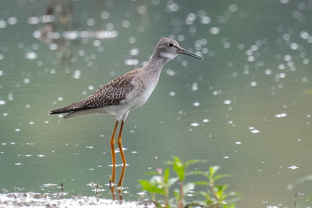 eBird Checklist - 8 Aug 2023 - Ferry Park--Rocky Hill - 32 species