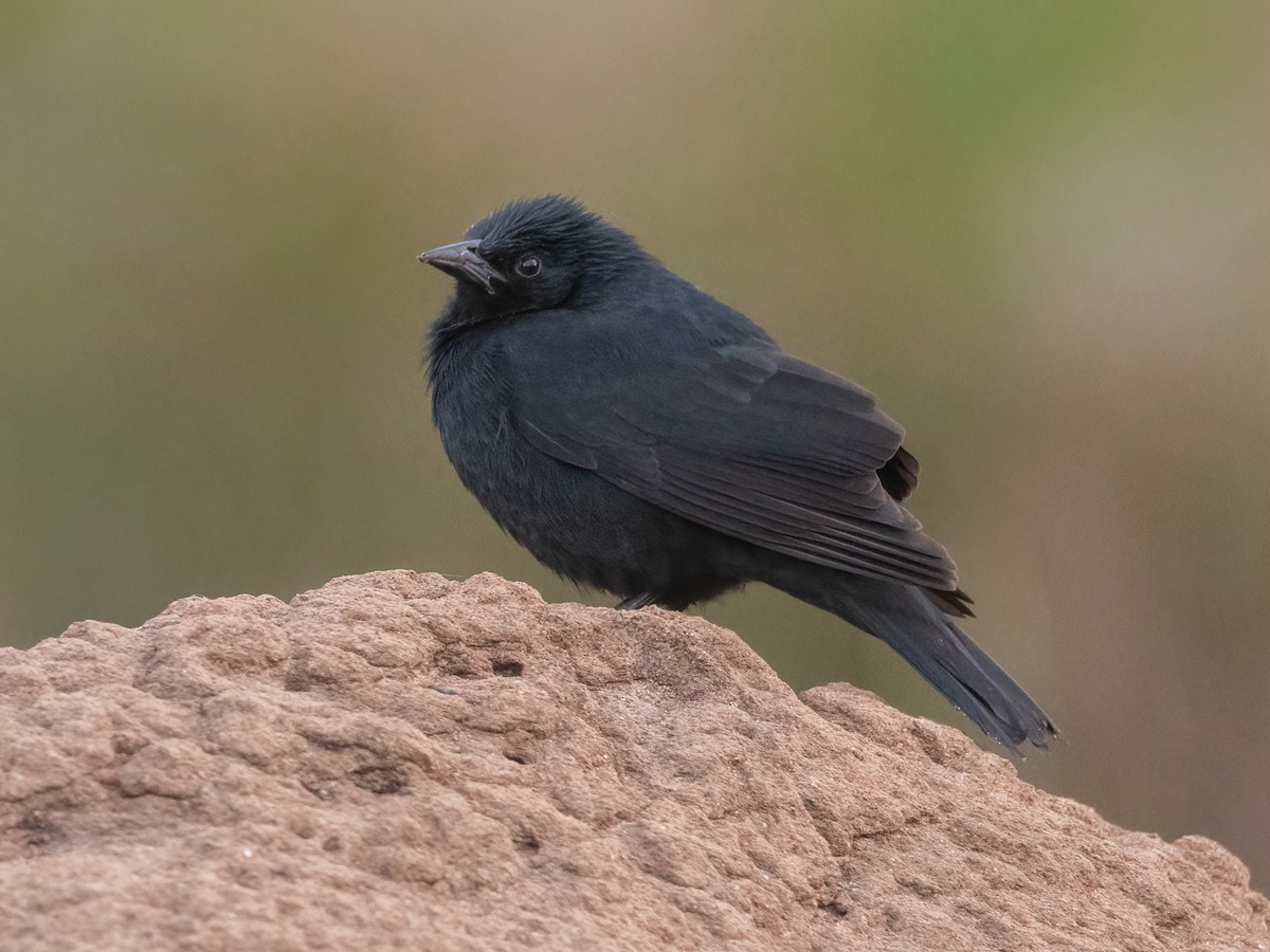 Chopi Blackbird - Gnorimopsar chopi - Birds of the World