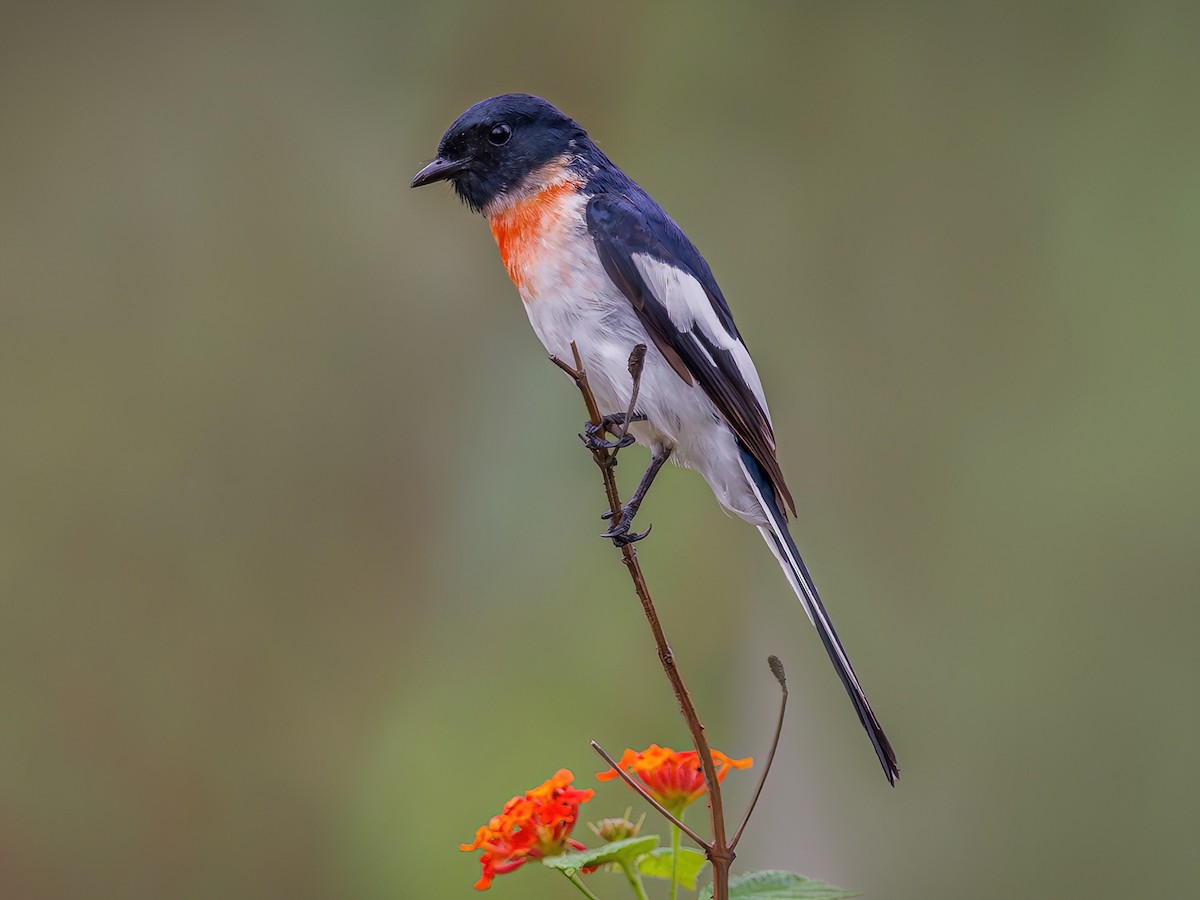 White-bellied Minivet - Pericrocotus erythropygius - Birds of the World