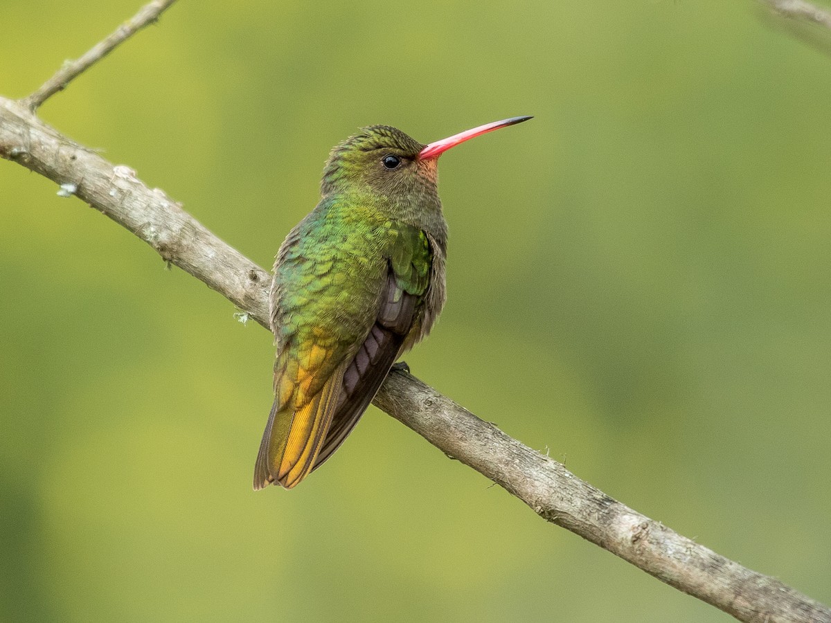 Gilded Hummingbird - Hylocharis chrysura - Birds of the World