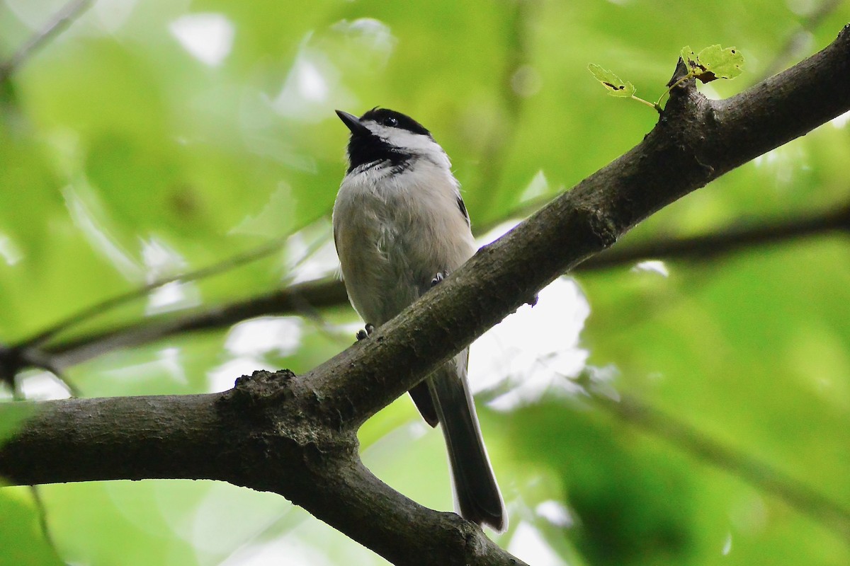 eBird Checklist - 8 Aug 2023 - Providence RECenter - 18 species