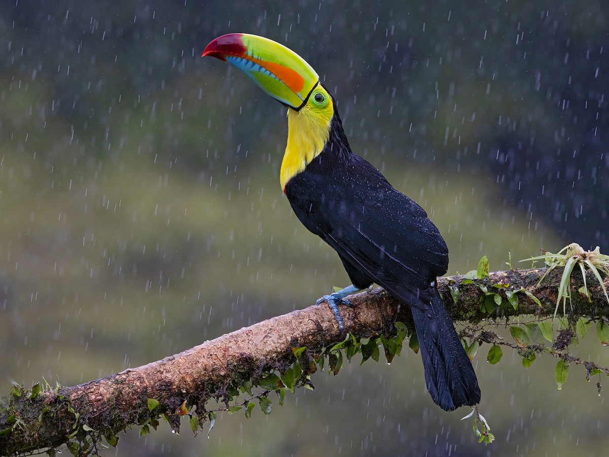 Keel-billed Toucan - Ramphastos sulfuratus - Birds of the World