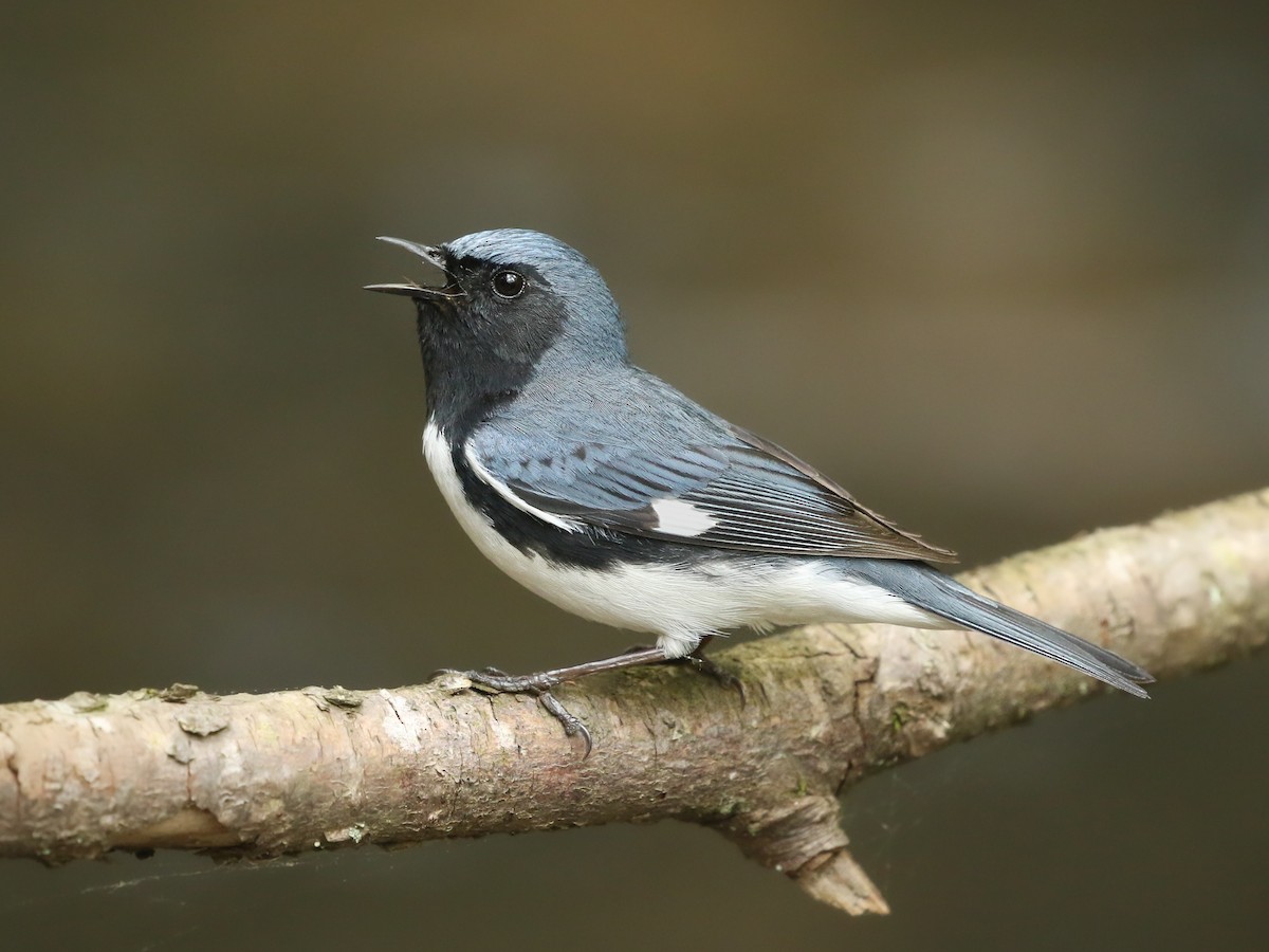 Black-throated Blue Warbler - Setophaga caerulescens - Birds of the World