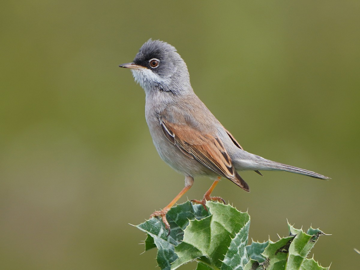 Spectacled Warbler - Curruca conspicillata - Birds of the World