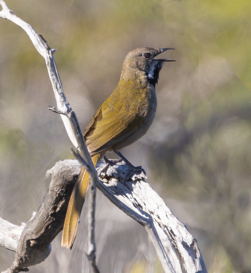 Western Whipbird (White-bellied) - eBird