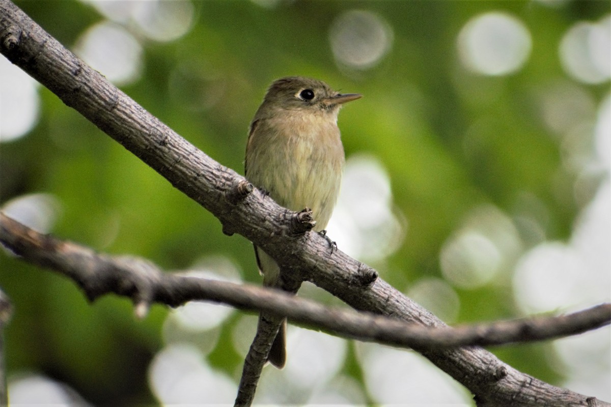 eBird Checklist - 7 Aug 2023 - Morey Wildlife Reserve - 19 species