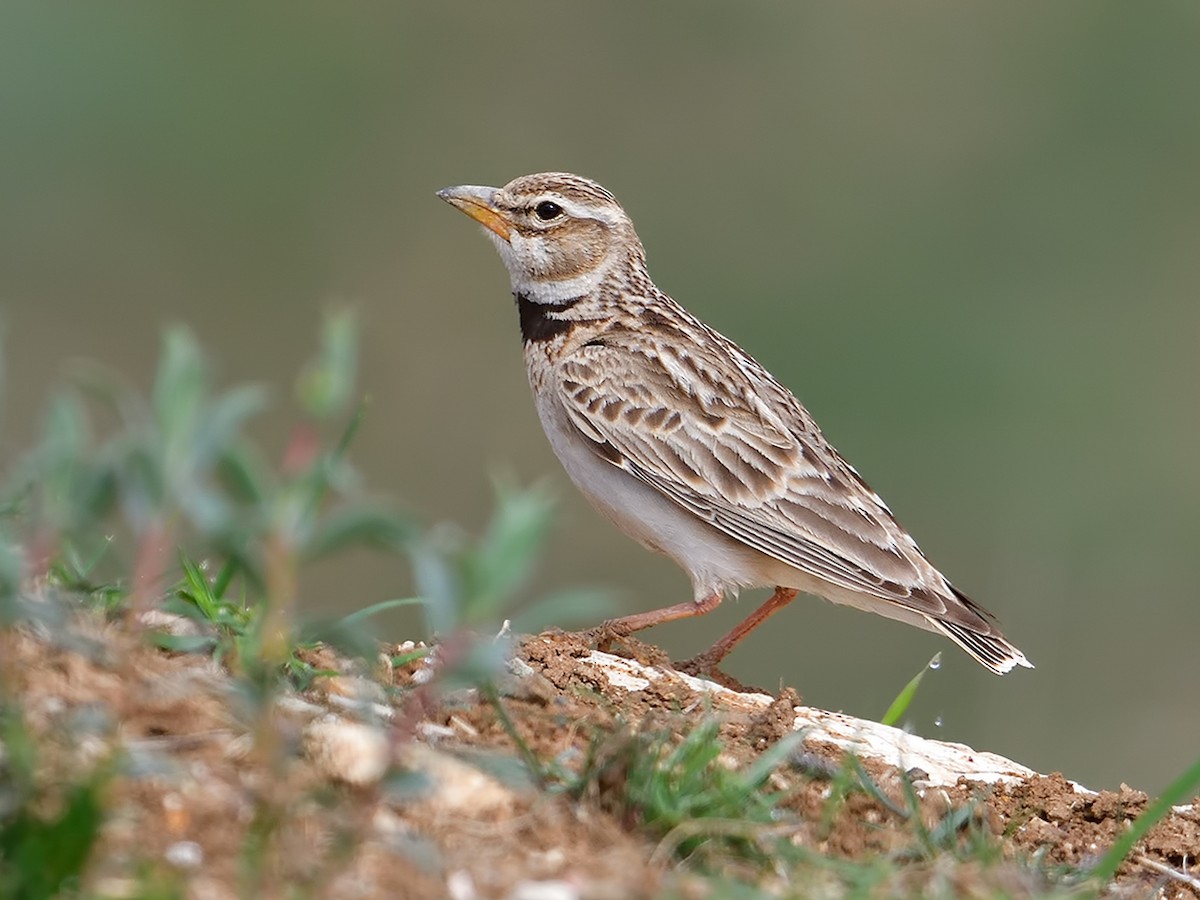 Bimaculated Lark - Melanocorypha bimaculata - Birds of the World