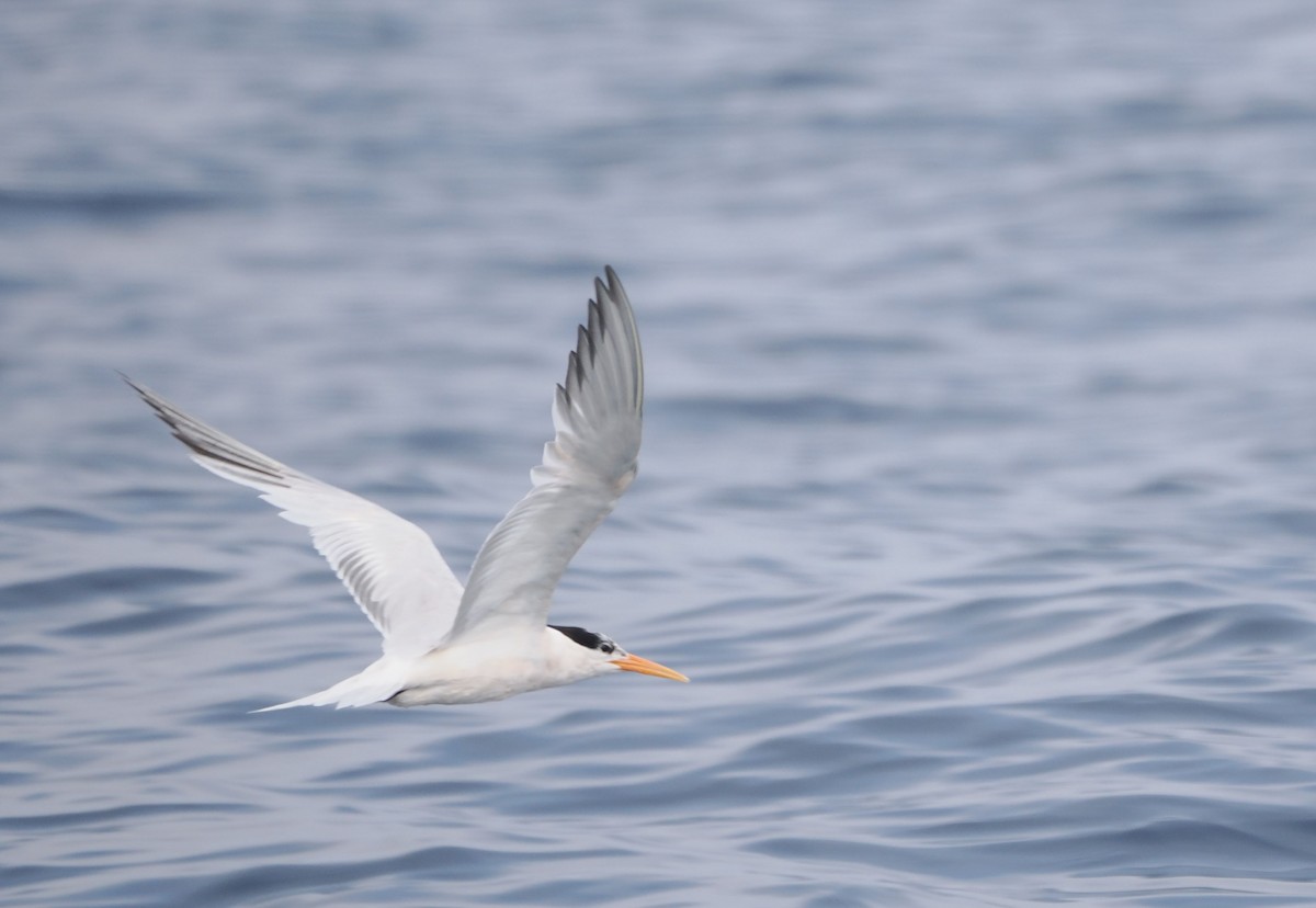 eBird Checklist - 6 Aug 2023 - Off Mission Bay (offshore species only ...