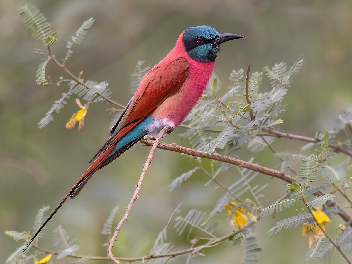 Northern Carmine Bee-eater - Merops nubicus - Birds of the World