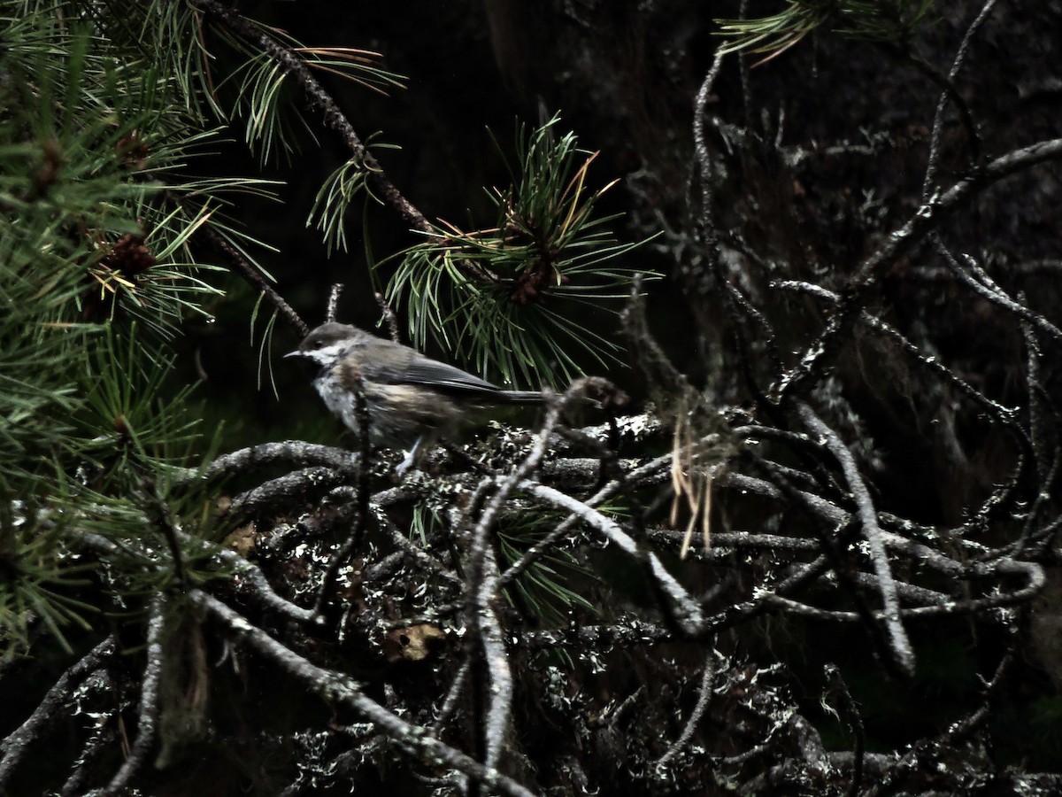 eBird Checklist - 8 Aug 2023 - Red Meadow Rd 2.8 mi west of Red Meadow ...