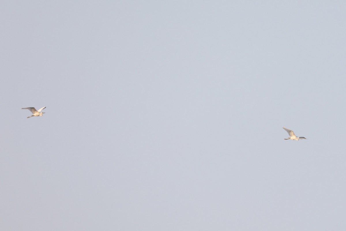 eBird Checklist - 8 Aug 2023 - Bieneman Rd. mudflats - 40 species (+1 ...