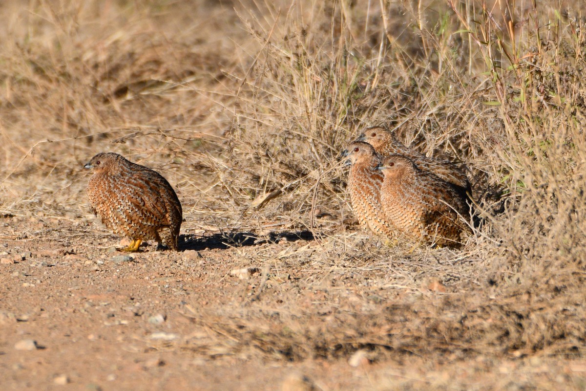 eBird Checklist - 9 Aug 2023 - Lake Corella - 37 species