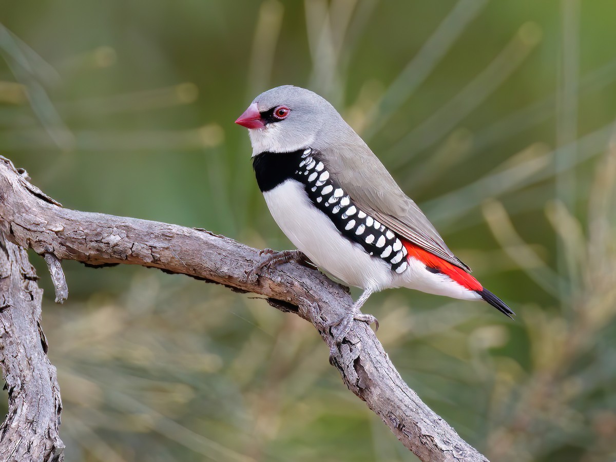Diamond Firetail - Stagonopleura guttata - Birds of the World