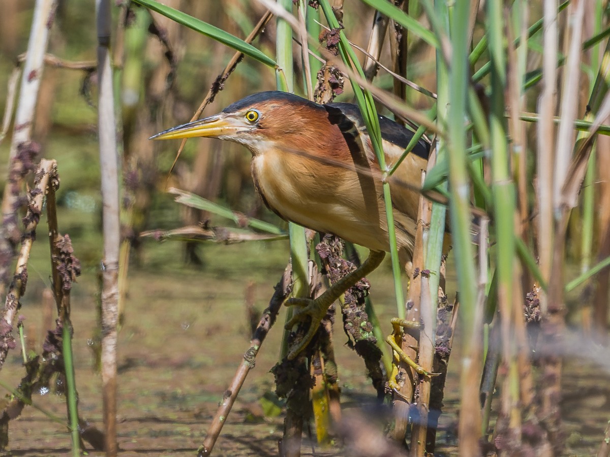 Black-backed Bittern - Botaurus dubius - Birds of the World