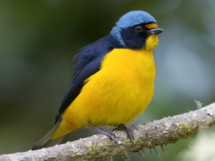 Puerto Rican Euphonia - eBird