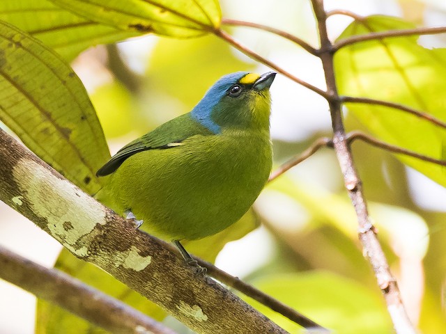 Photos - Lesser Antillean Euphonia - Chlorophonia flavifrons - Birds of ...