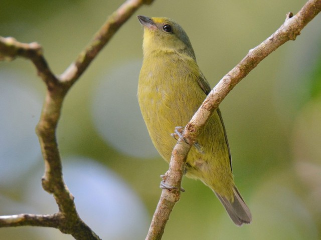 Photos - Lesser Antillean Euphonia - Chlorophonia flavifrons - Birds of ...