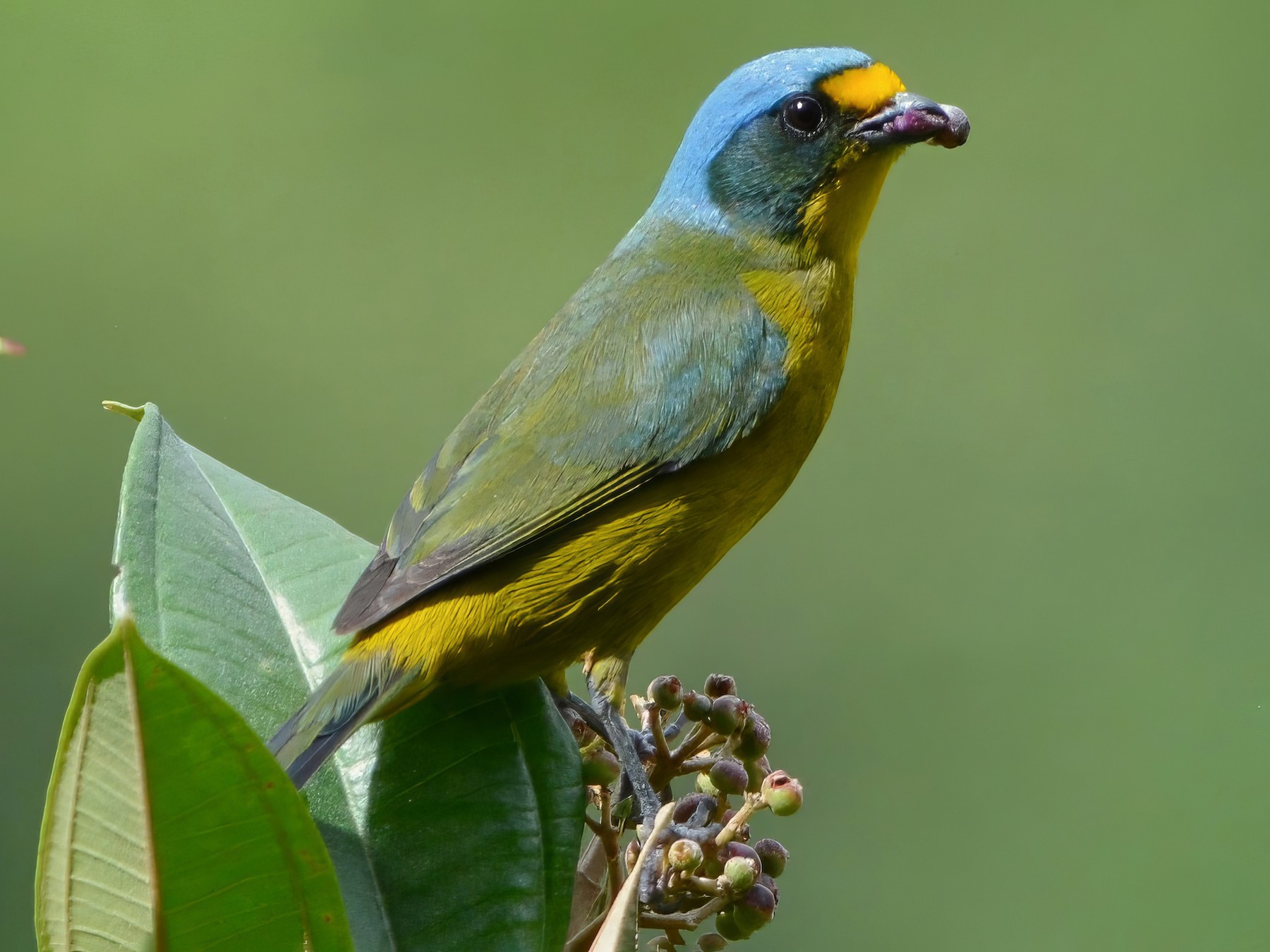 Lesser Antillean Euphonia - eBird