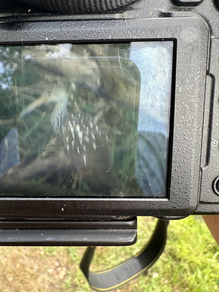 eBird Checklist - 8 Aug 2023 - Eagle Creek Park - 34 species