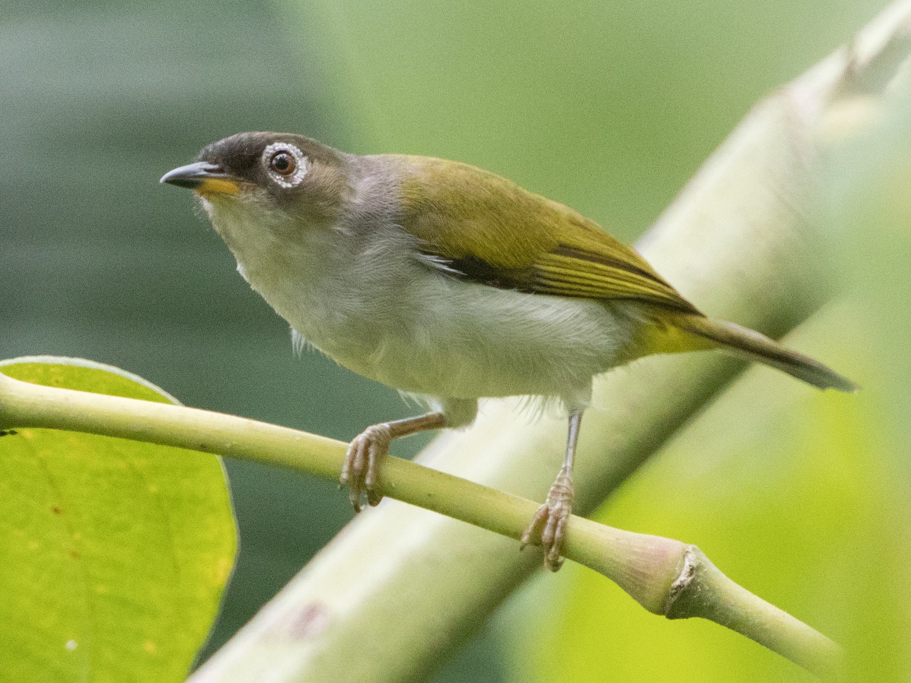 Kacamata halmahera - eBird