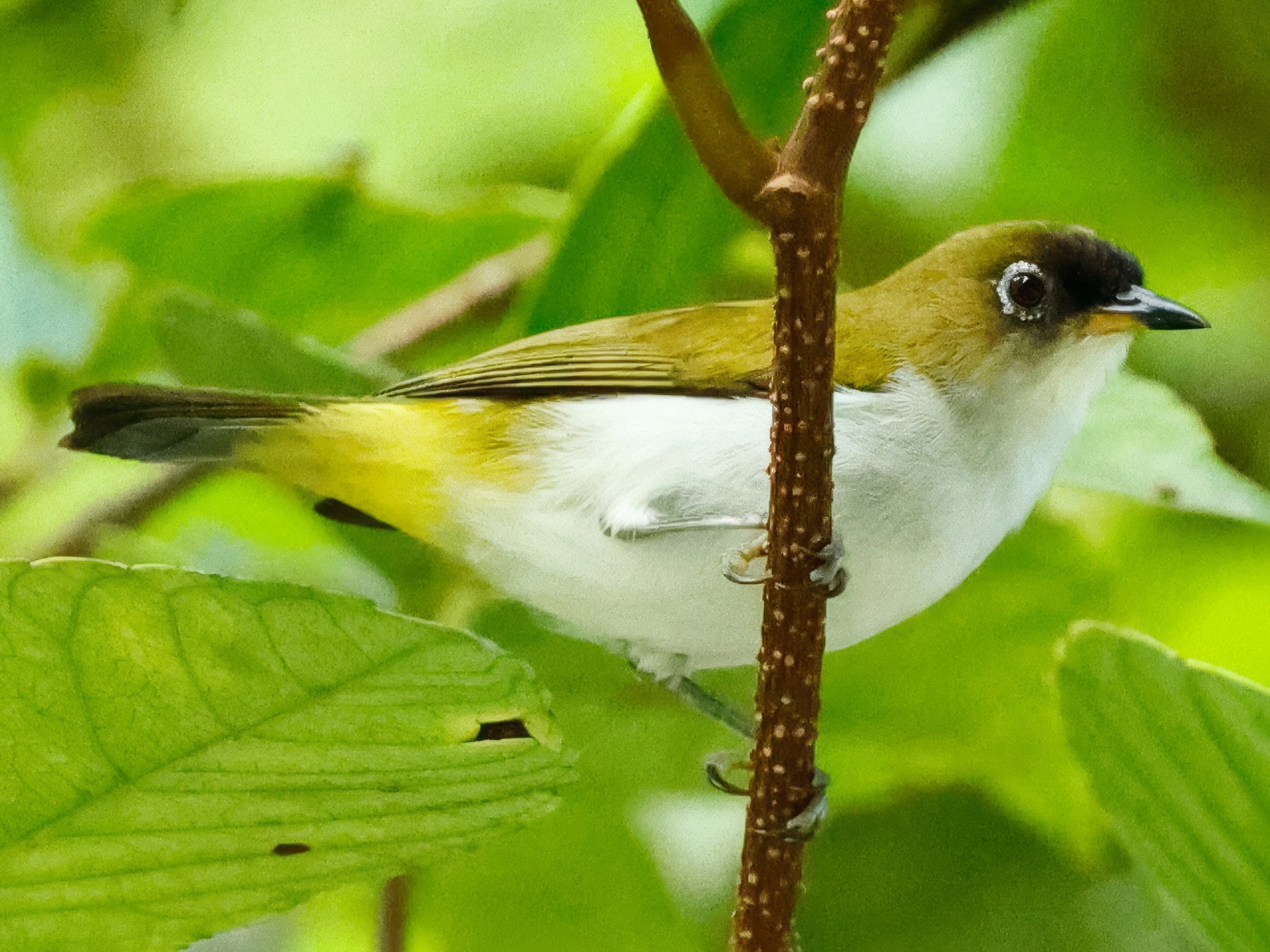 Cream-throated White-eye - eBird
