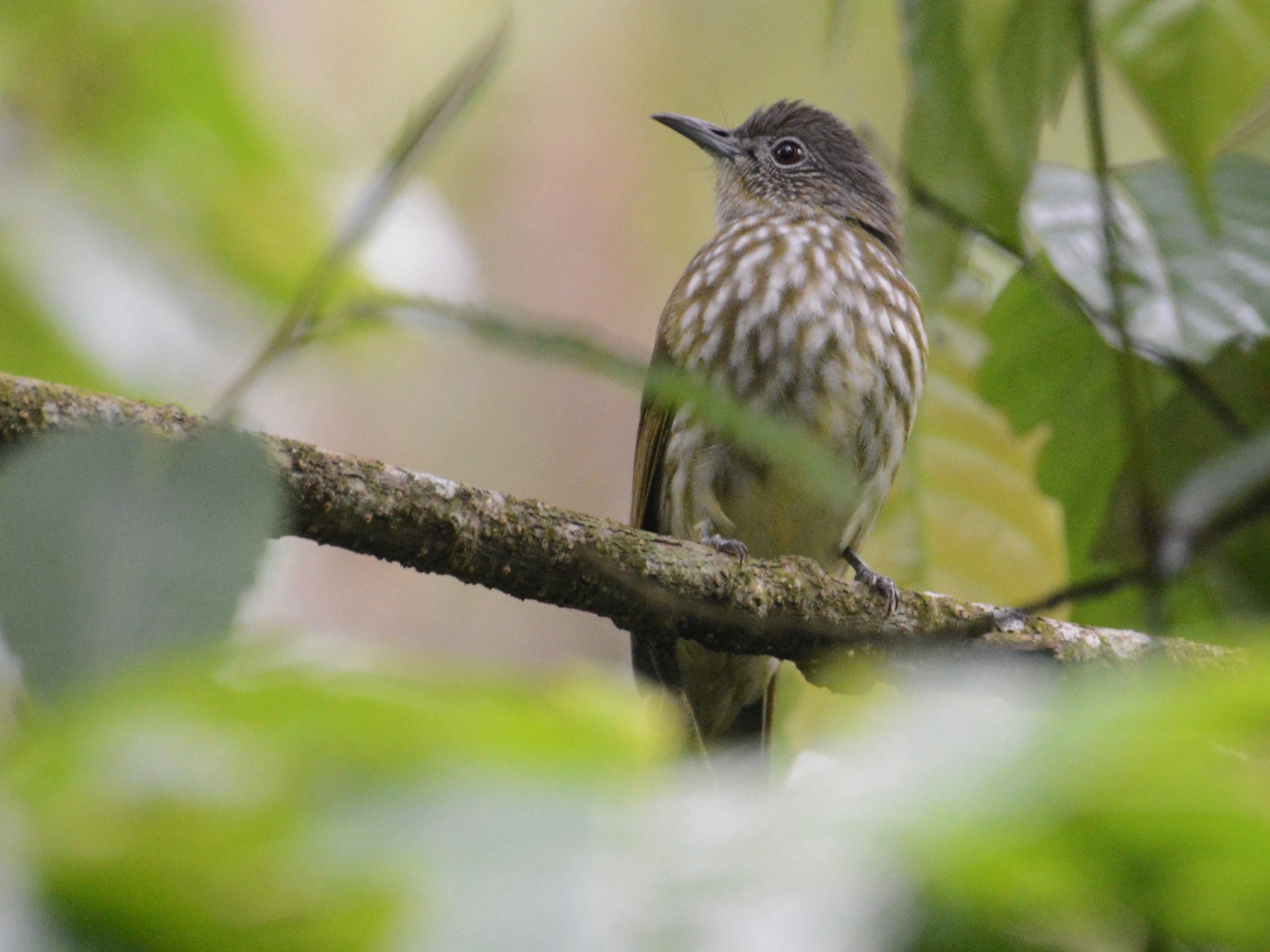Javan Bulbul - eBird