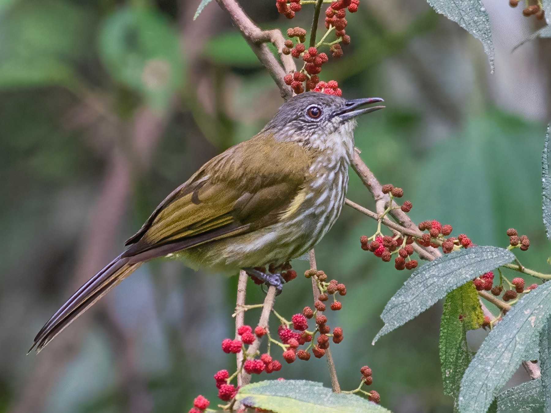 Javan Bulbul - eBird