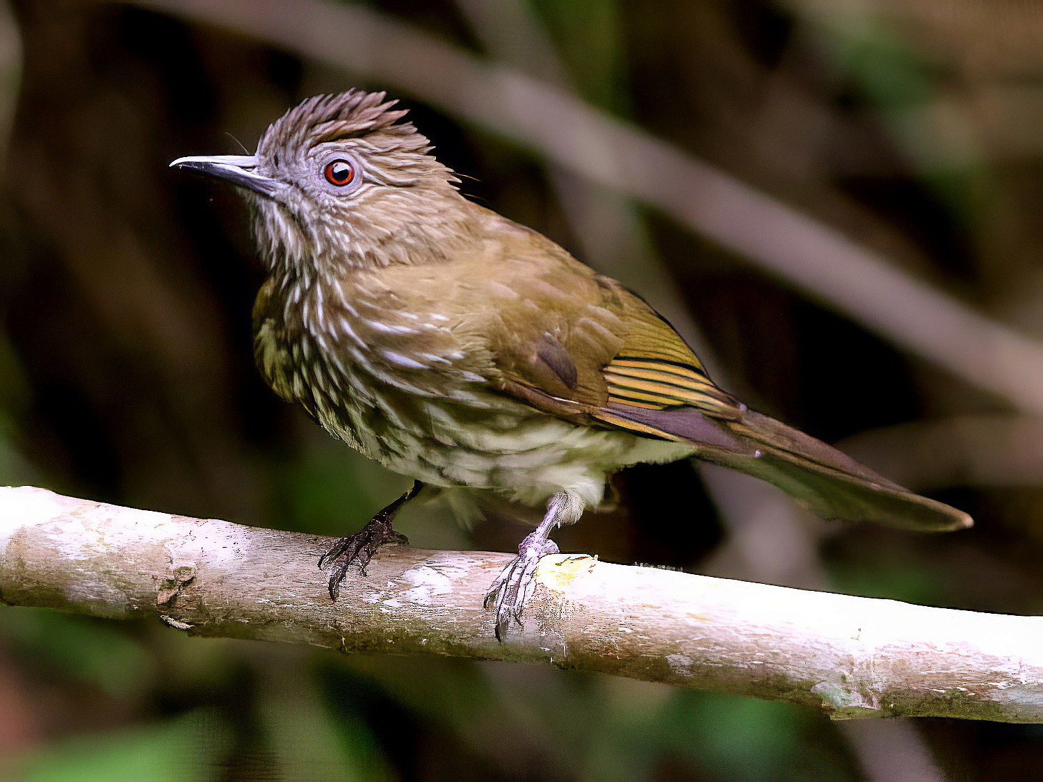 Sumatran Bulbul - eBird