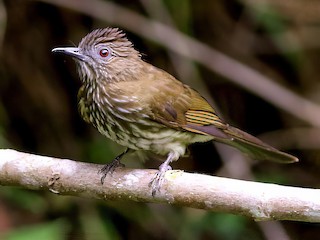 Sumatran Bulbul - eBird