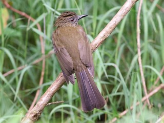Sumatran Bulbul - eBird