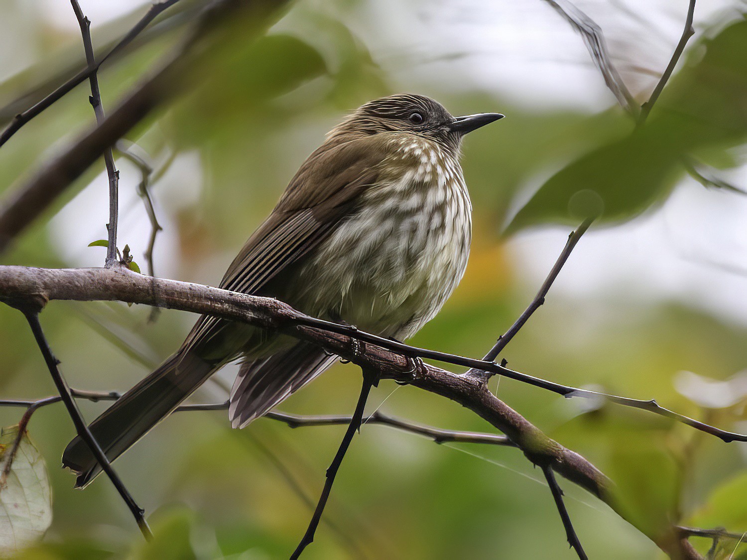 Sumatran Bulbul - eBird