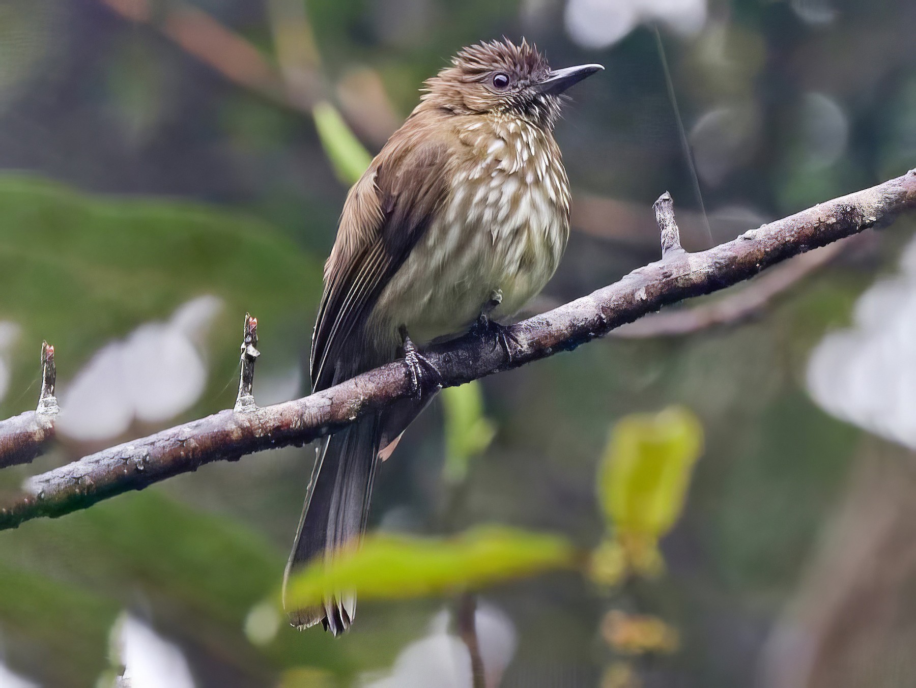 Sumatran Bulbul - eBird