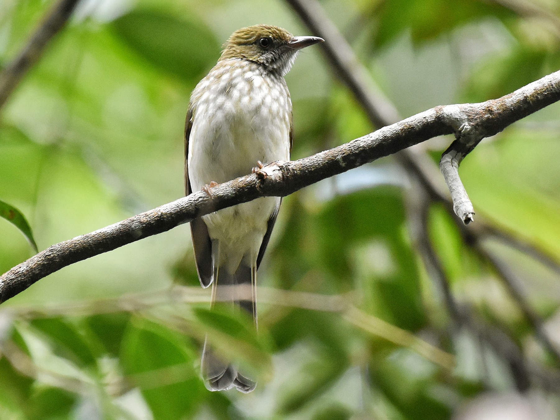 Sumatran Bulbul - eBird