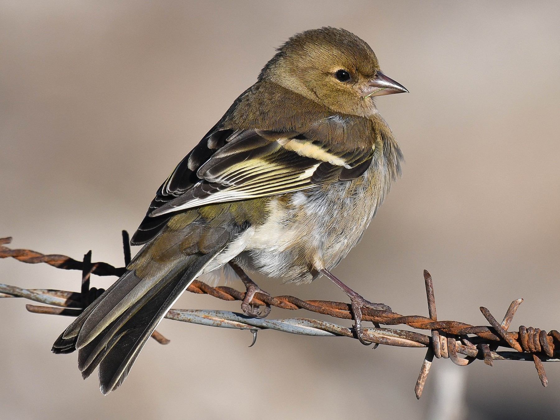Common Chaffinch - eBird