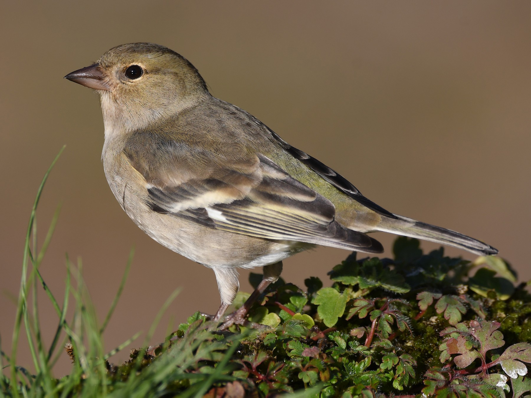 Common Chaffinch - eBird