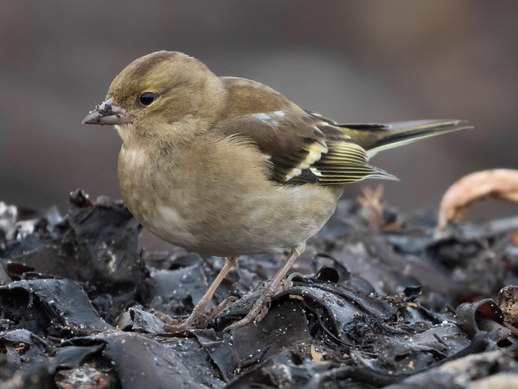 Common Chaffinch - eBird