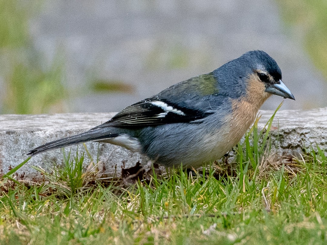 Azores Chaffinch - eBird