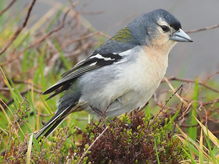 Azores Chaffinch - eBird