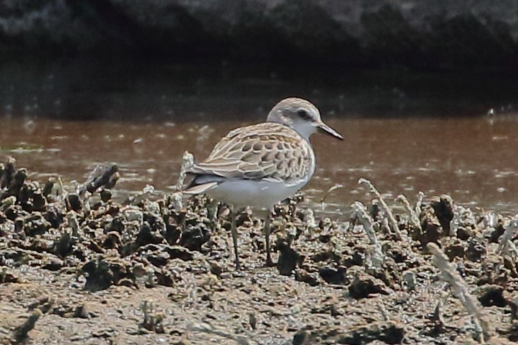 eBird Checklist - 9 Aug 2023 - 9000 Pasture Road, Fallon, Nevada, US ...