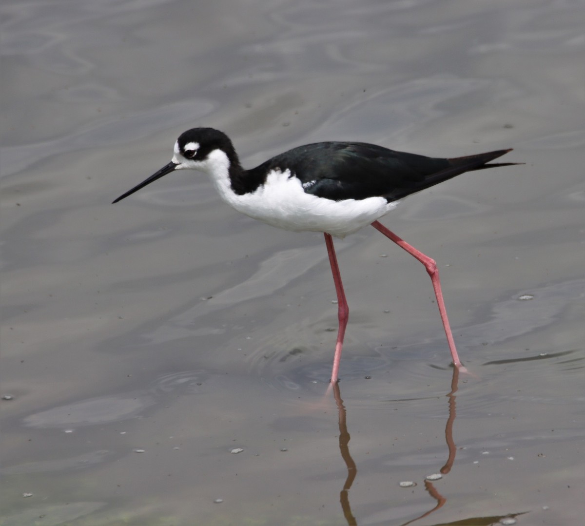 eBird Checklist - 9 Aug 2023 - San Joaquin Wildlife Sanctuary ...