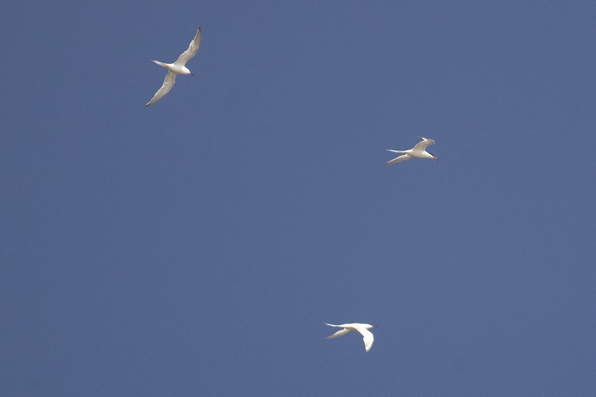 eBird Checklist - 9 Aug 2023 - Stone Harbor Point - 27 species